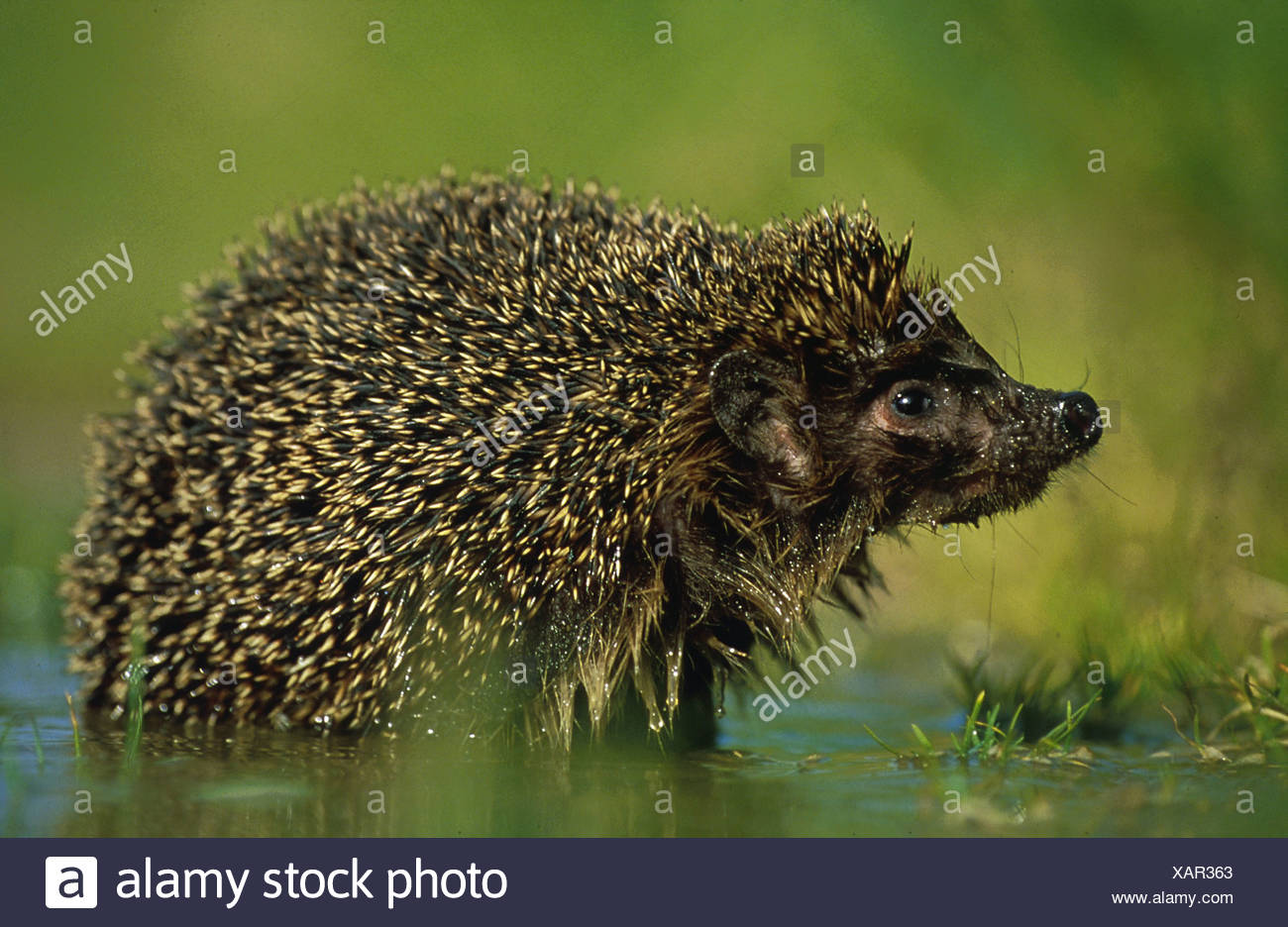 Gymnures Stock Photos & Gymnures Stock Images - Alamy