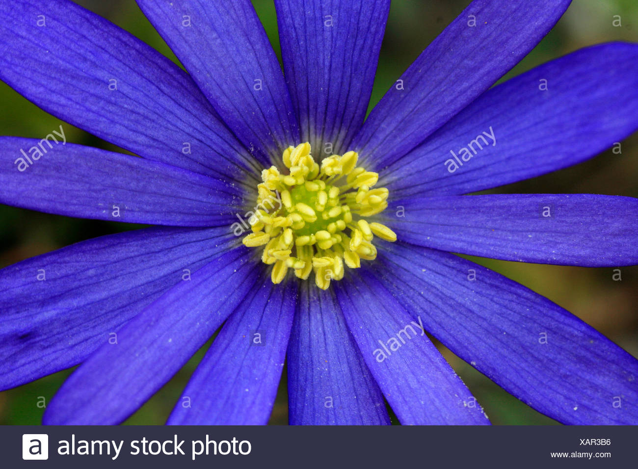 Greek Anemone High Resolution Stock Photography and Images - Alamy