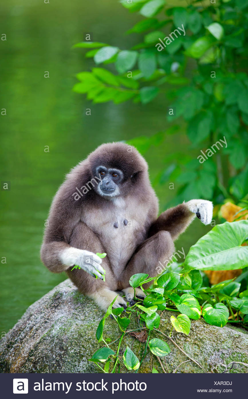 Gibbon Monkey High Resolution Stock Photography and Images - Alamy