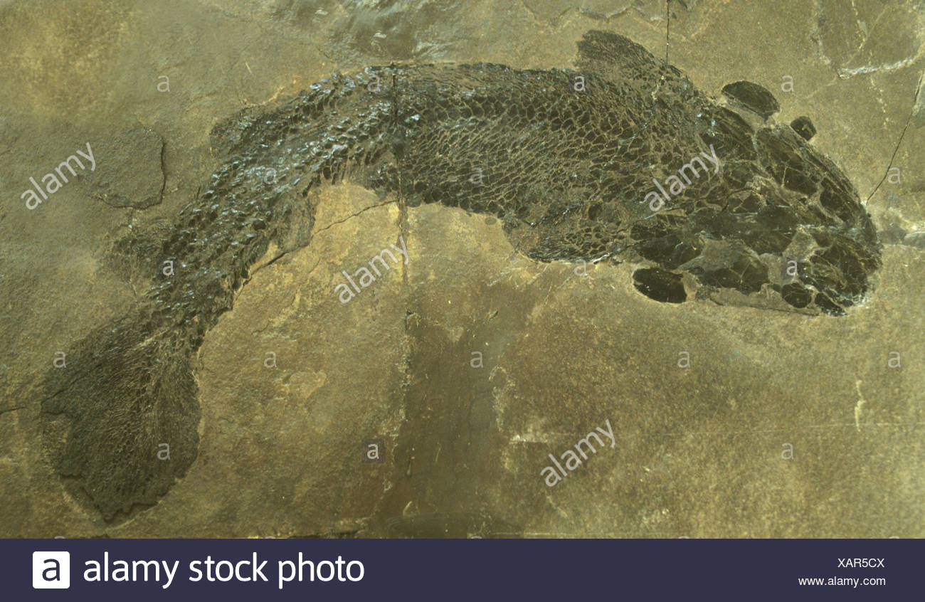 From Prehistoric Times High Resolution Stock Photography and Images - Alamy