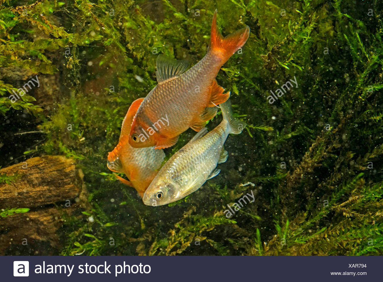 Red Shiner Notropis Lutrensis High Resolution Stock Photography and ...