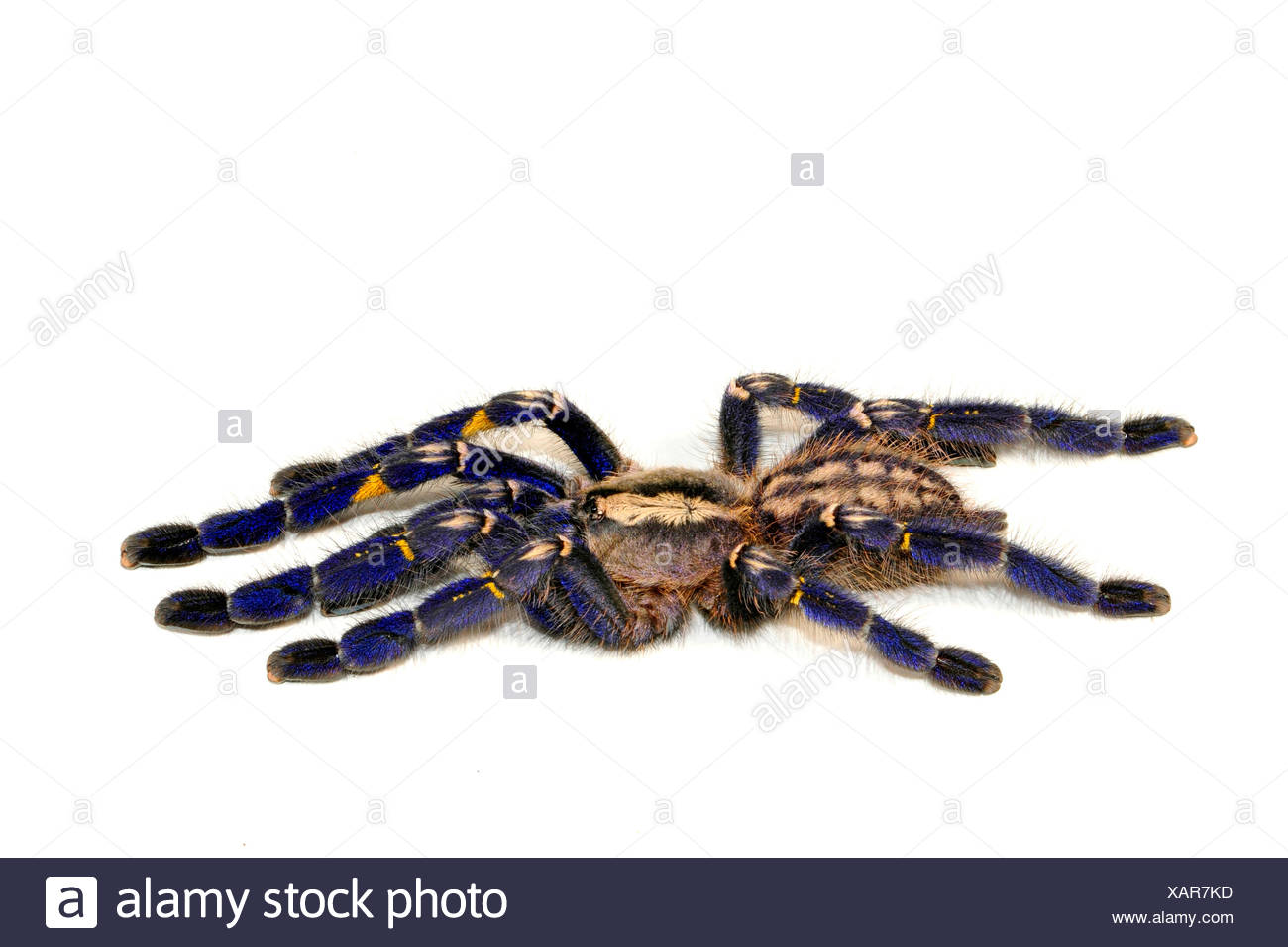 Gooty Sapphire High Resolution Stock Photography and Images - Alamy
