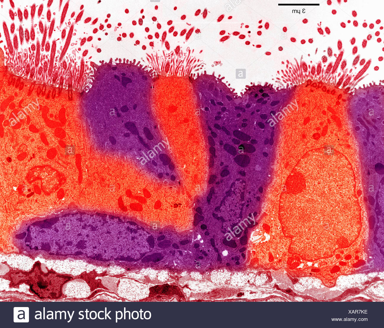 Microvilli Stock Photos & Microvilli Stock Images - Alamy