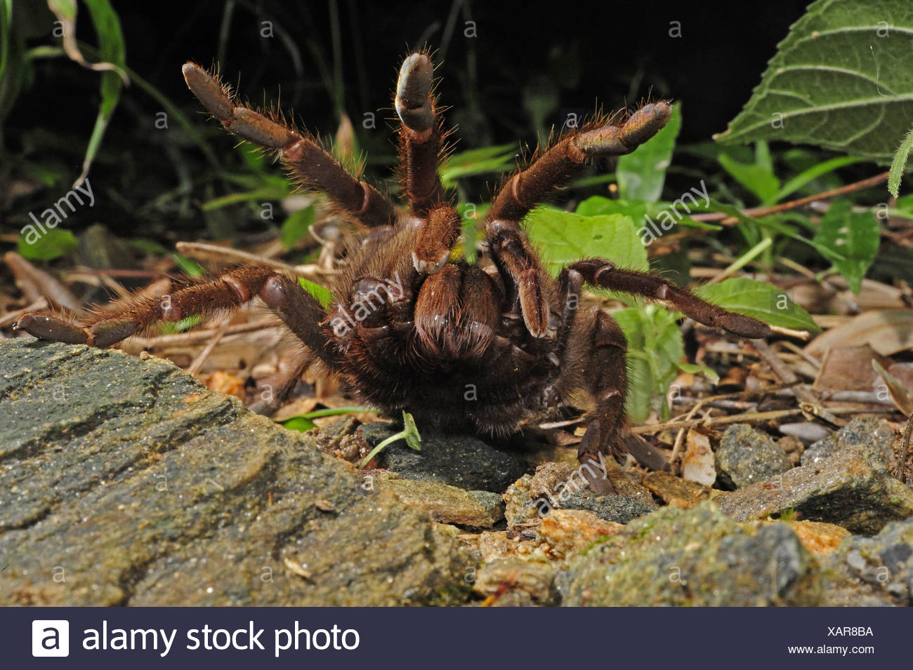 Aviculariidae High Resolution Stock Photography and Images - Alamy