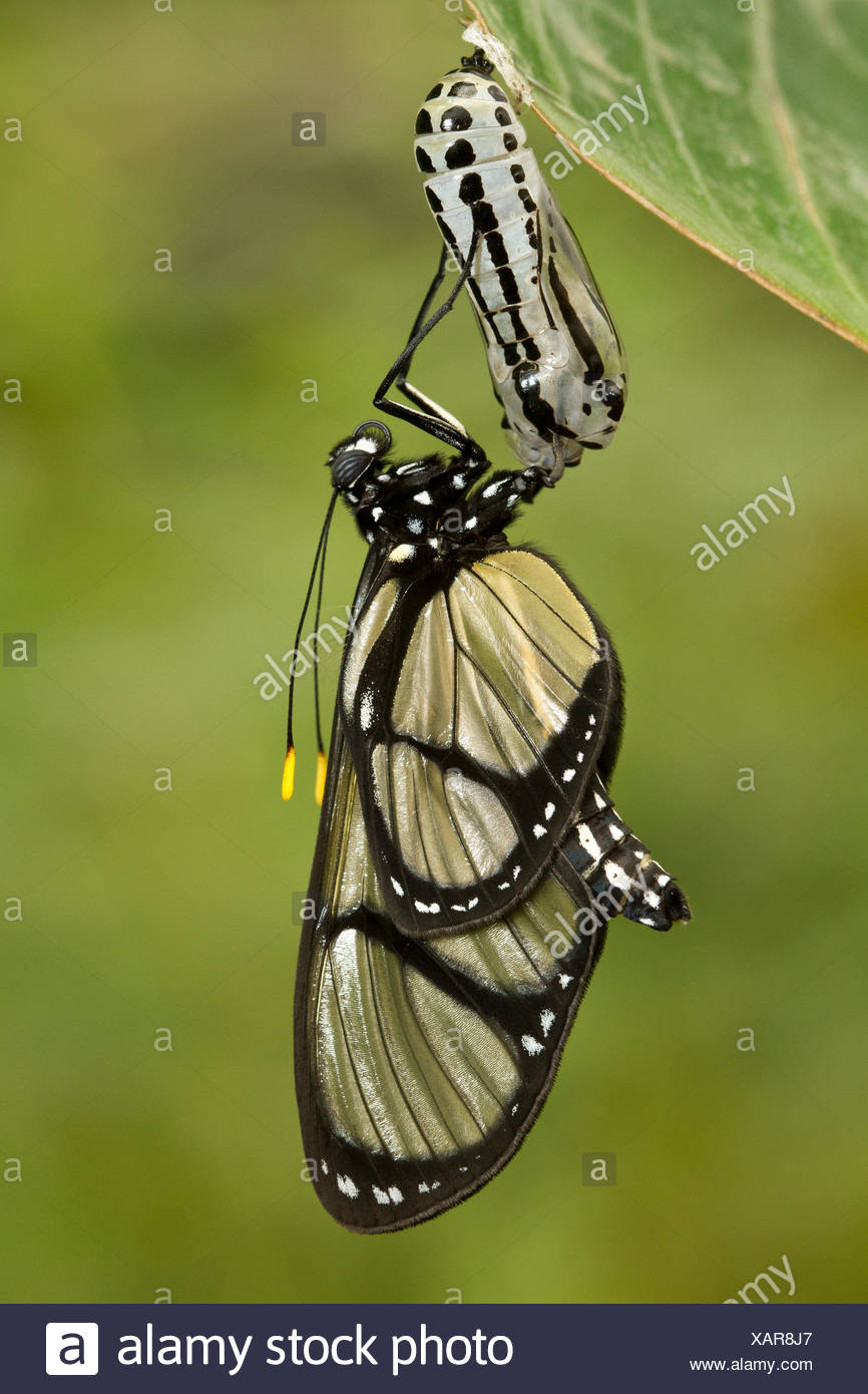 Tropical Rainforest Insects High Resolution Stock Photography and ...