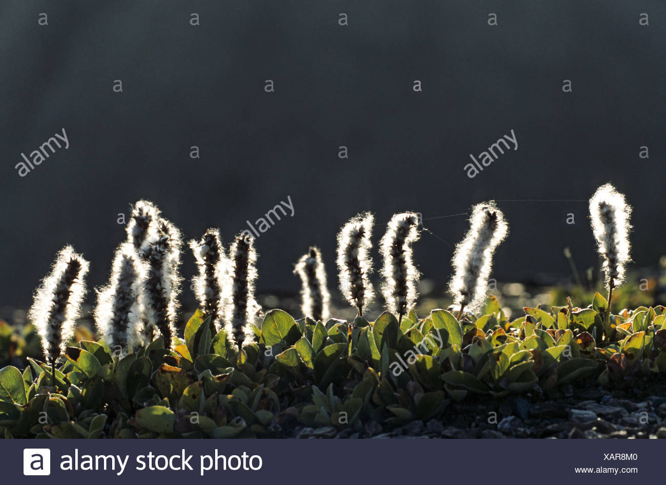 Arctic Willow Stock Photos & Arctic Willow Stock Images - Alamy