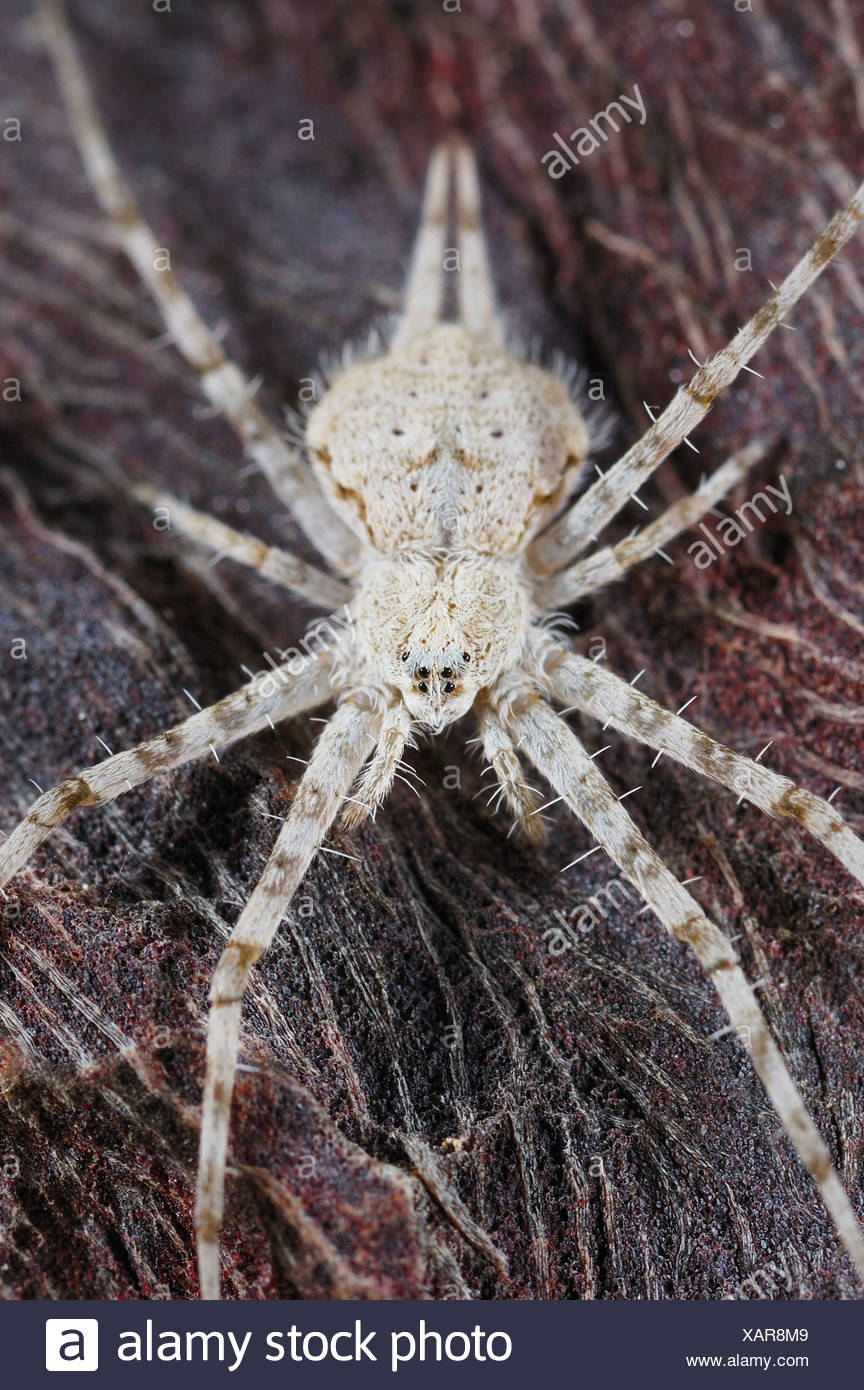 Long Spinnered Bark Spider High Resolution Stock Photography and Images ...