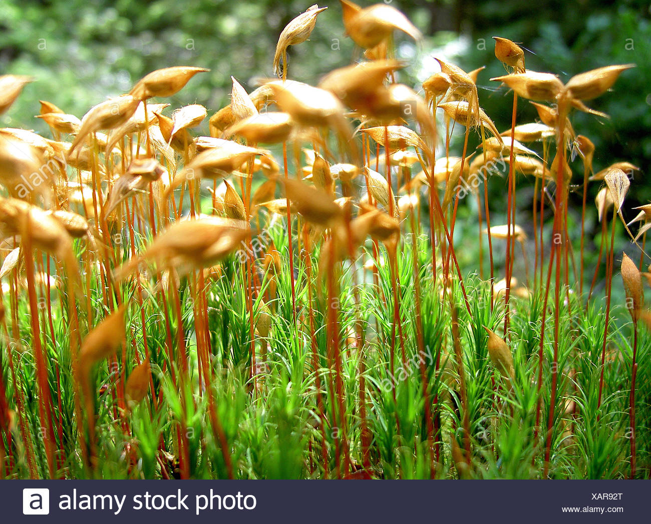 Bryophyte High Resolution Stock Photography and Images - Alamy
