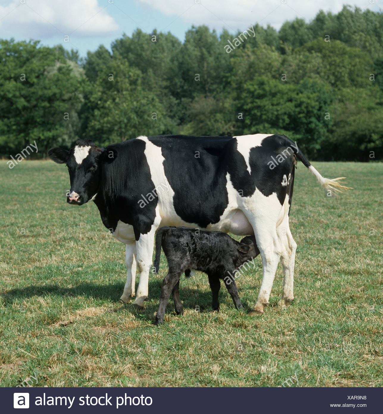 Holstein Heifer Stock Photos & Holstein Heifer Stock Images - Alamy