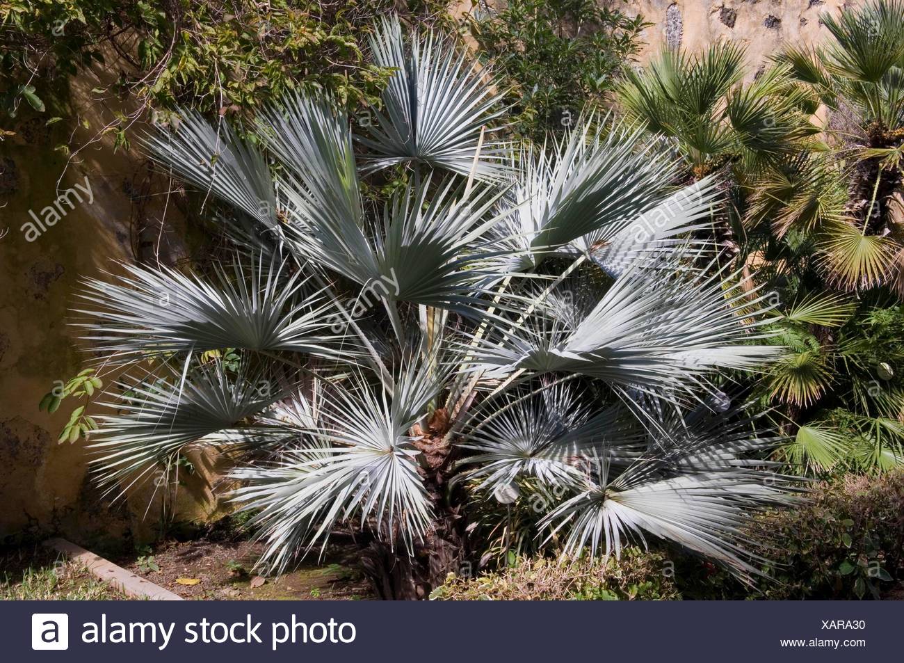 Blue Hesper Palm High Resolution Stock Photography and Images - Alamy