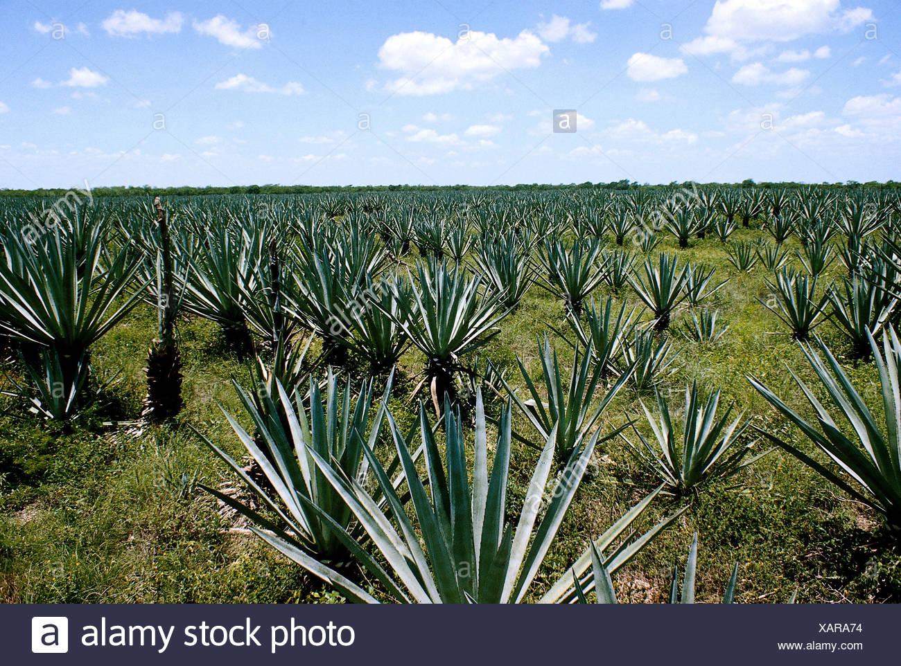 Sisal Agave Agave Sisalana Plantation High Resolution Stock Photography ...