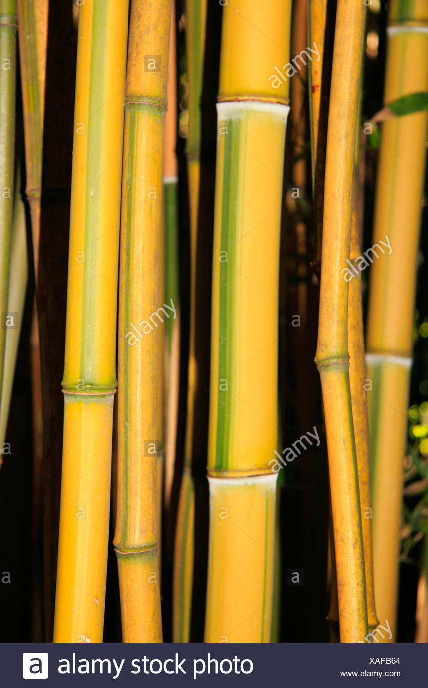 Madake High Resolution Stock Photography and Images - Alamy