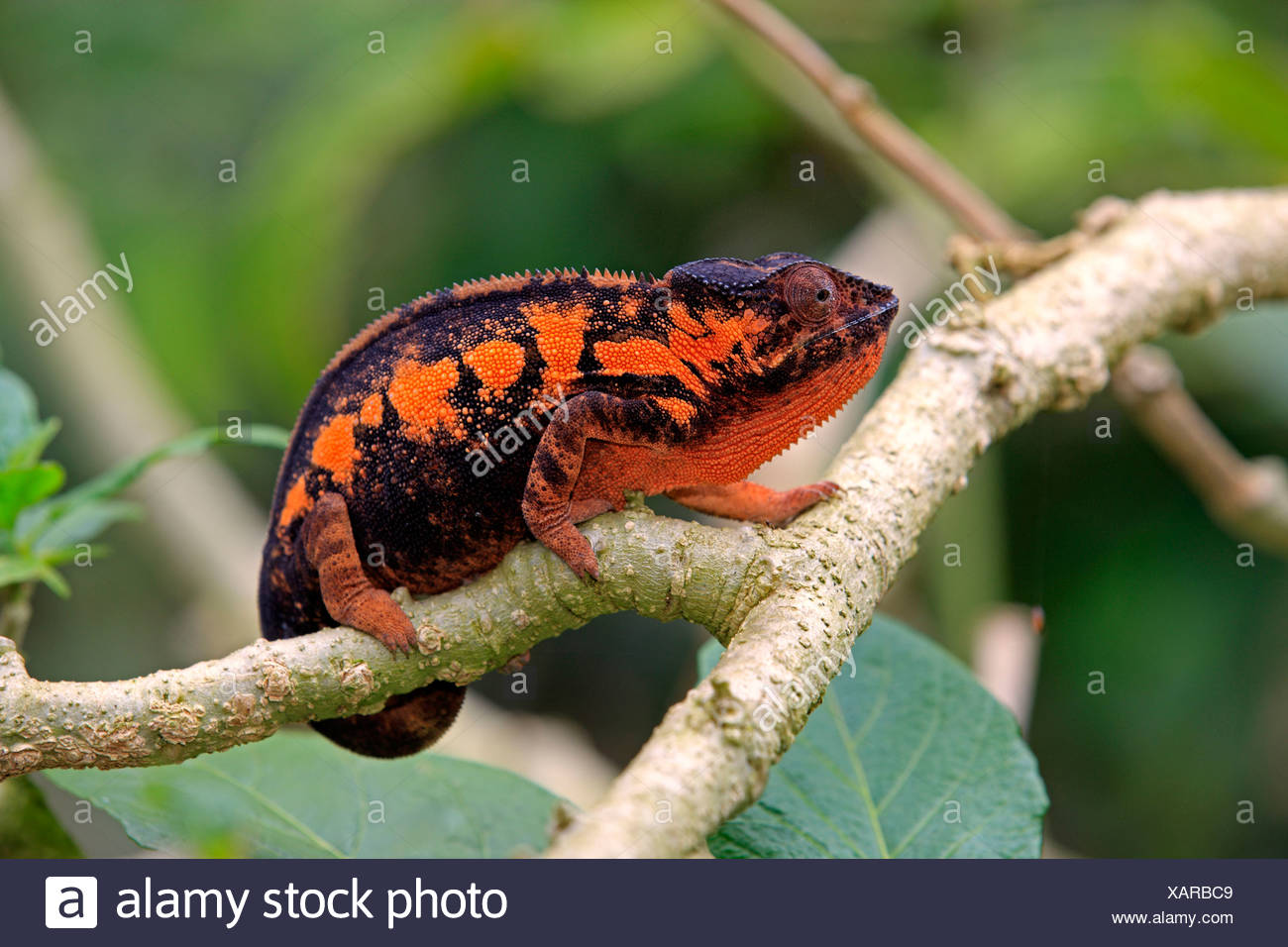 Female Panther Chameleon High Resolution Stock Photography and Images ...