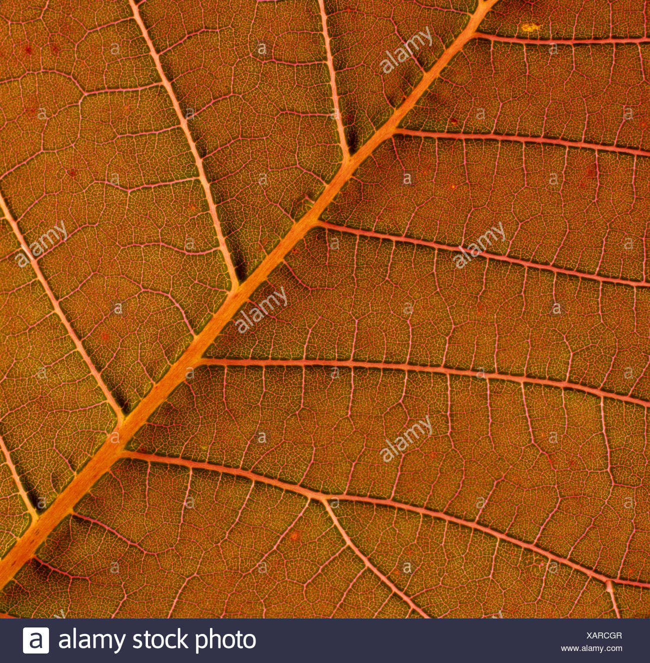 Backlit Leaf High Resolution Stock Photography and Images - Alamy