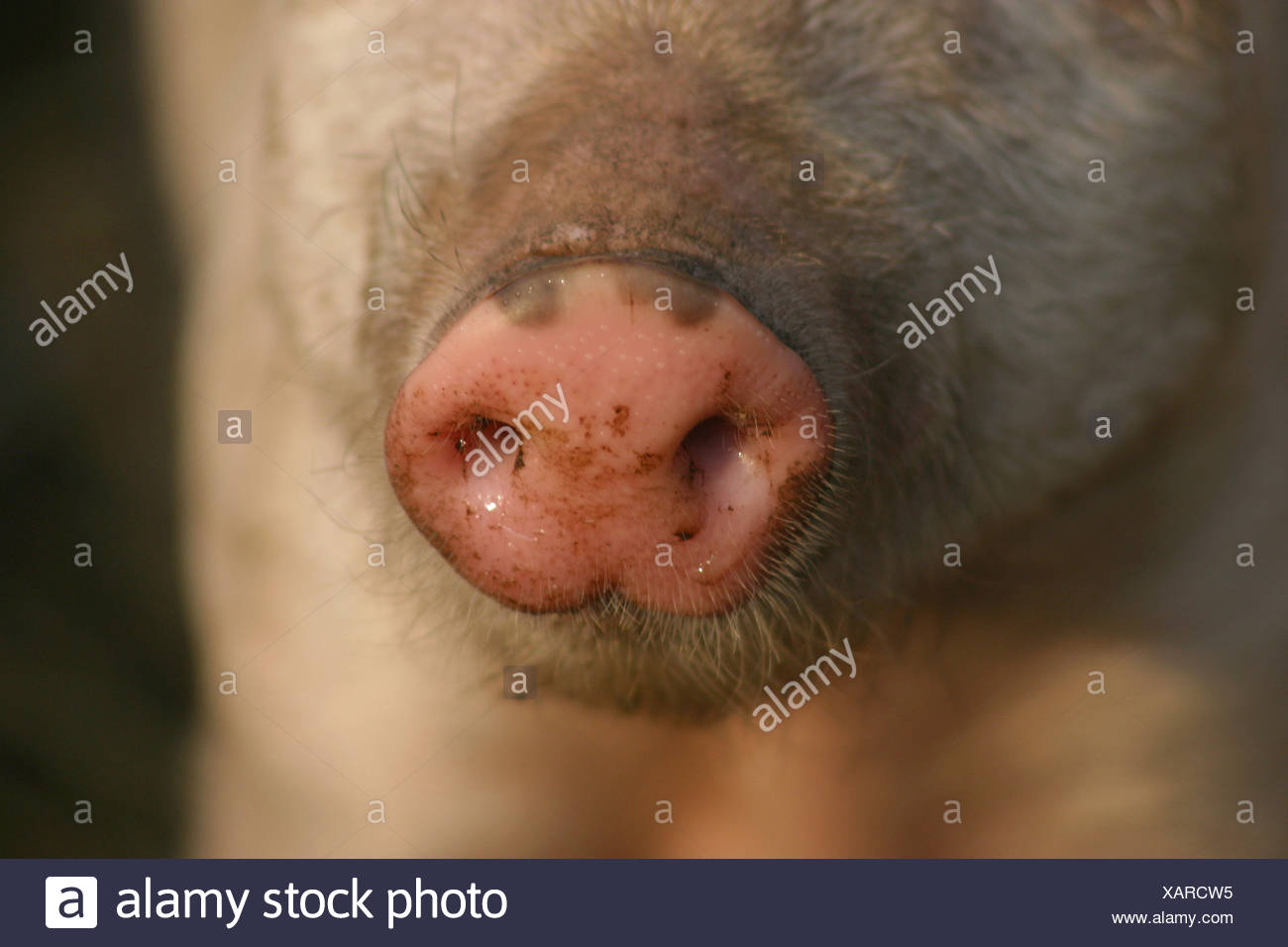 Porkling High Resolution Stock Photography and Images - Alamy