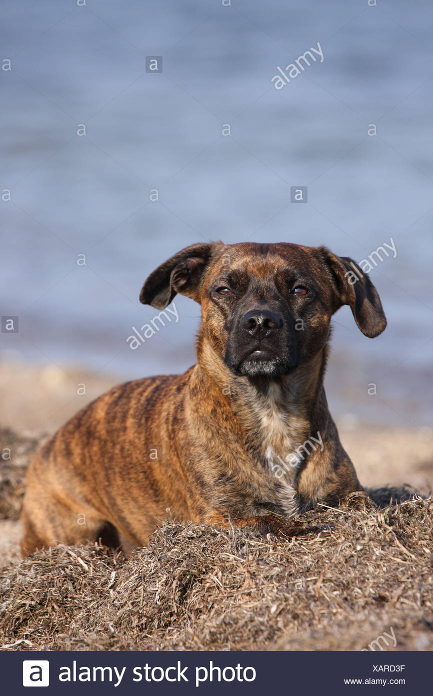 Bulldog Mongrel High Resolution Stock Photography and Images - Alamy