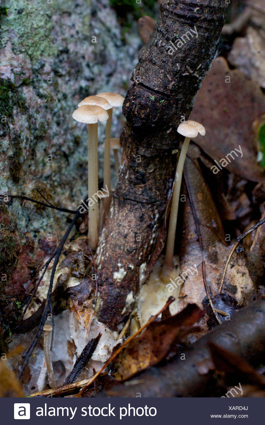 Saprobic Mushrooms High Resolution Stock Photography and Images - Alamy