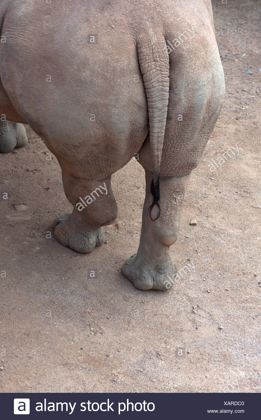 Hippo Tail Hippopotamus High Resolution Stock Photography and Images ...