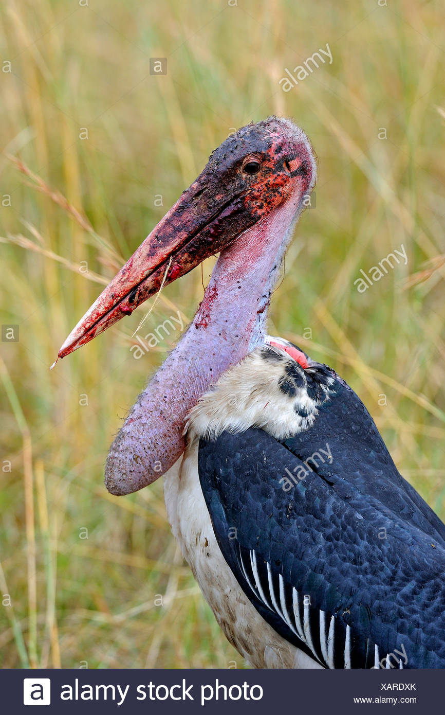 Blood Stork Beak High Resolution Stock Photography and Images - Alamy