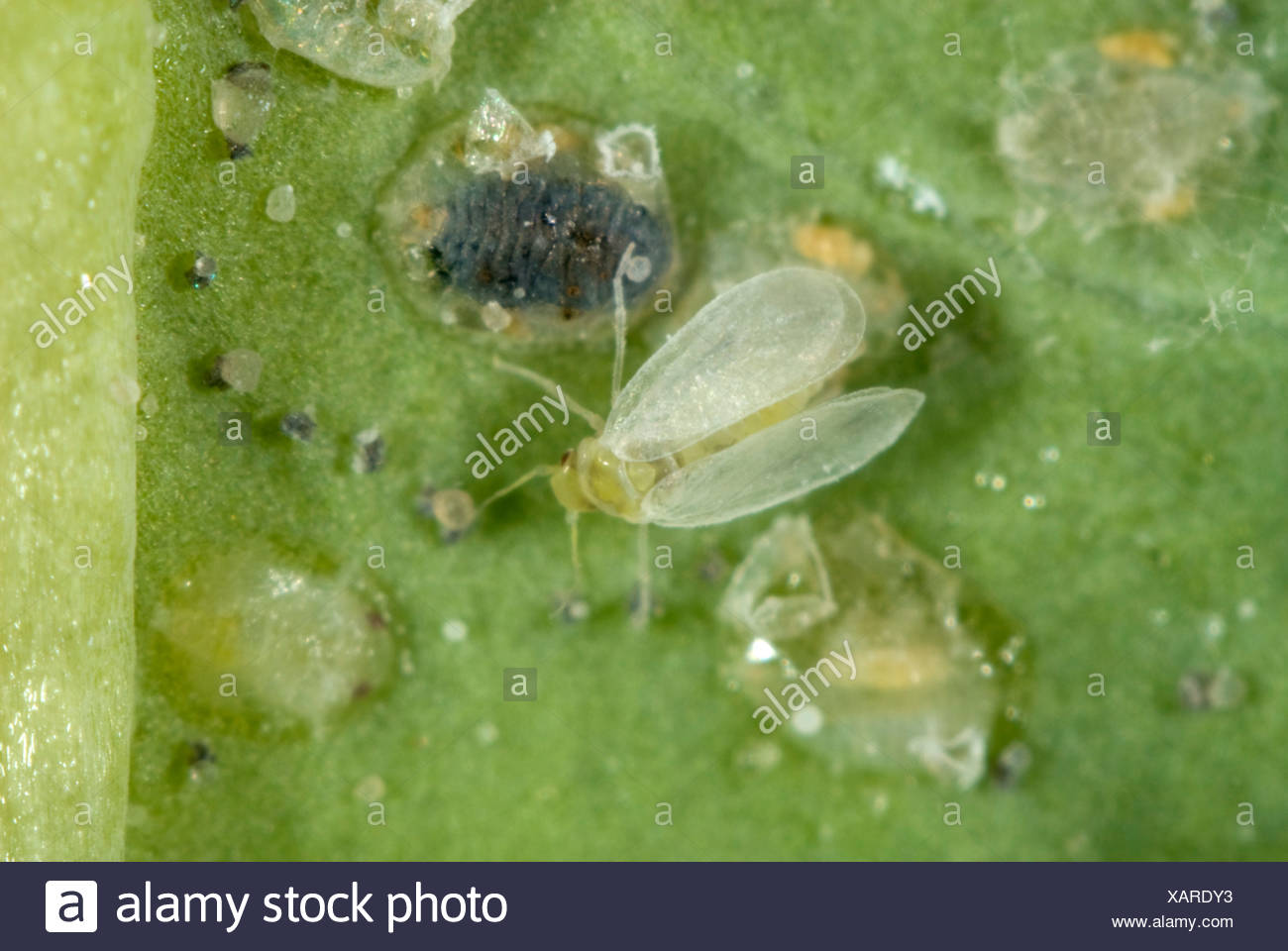 Aphelinidae Stock Photos & Aphelinidae Stock Images - Alamy