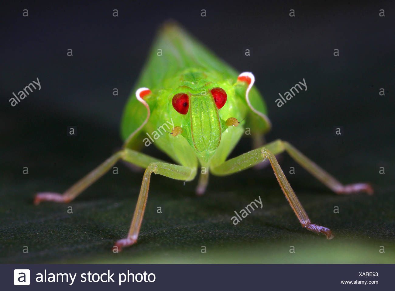 Ommatidia Insect Stock Photos & Ommatidia Insect Stock Images - Alamy
