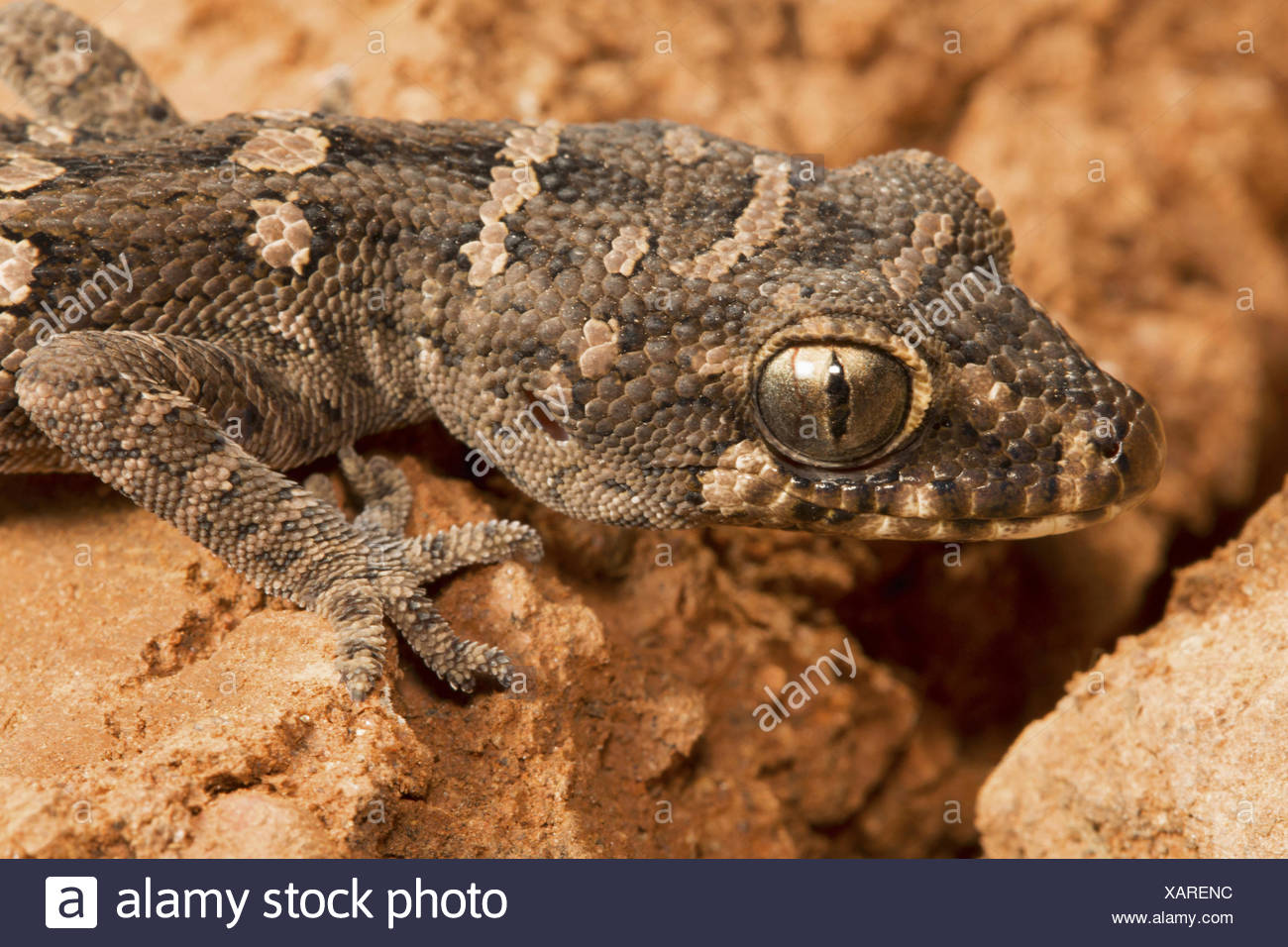 Viper Gecko High Resolution Stock Photography and Images - Alamy