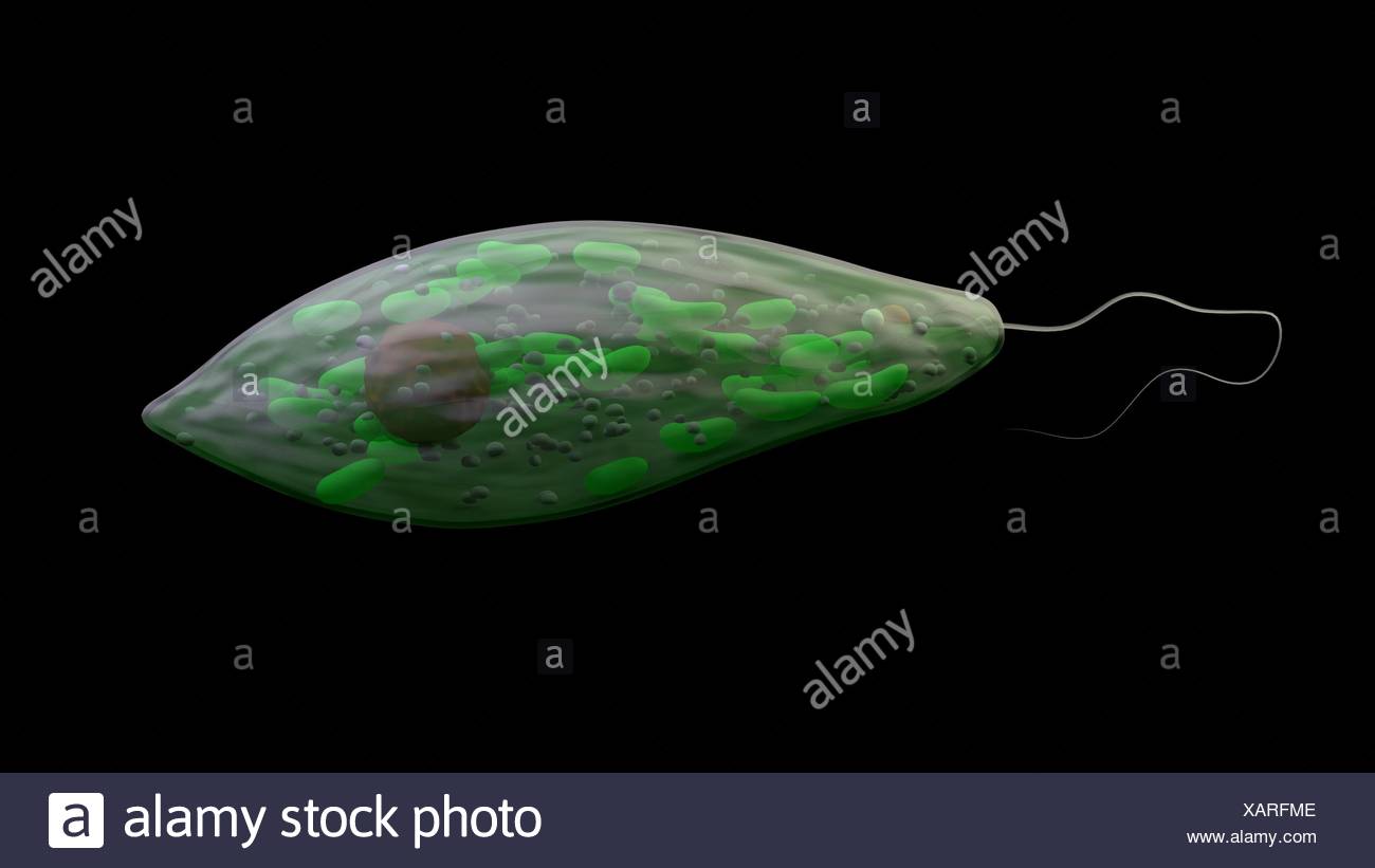 Euglena High Resolution Stock Photography and Images - Alamy