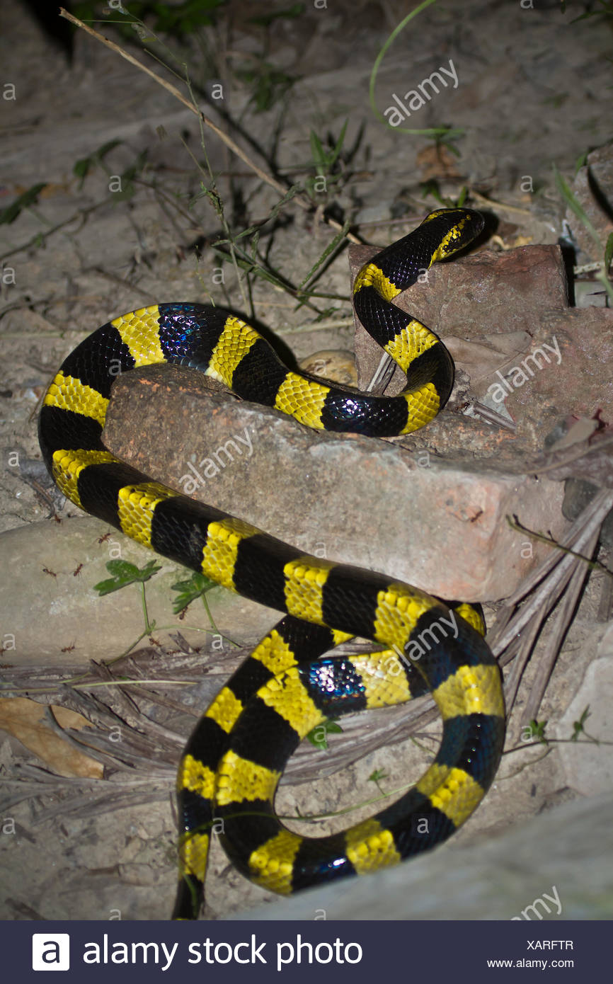 Banded Krait Snake High Resolution Stock Photography and Images - Alamy