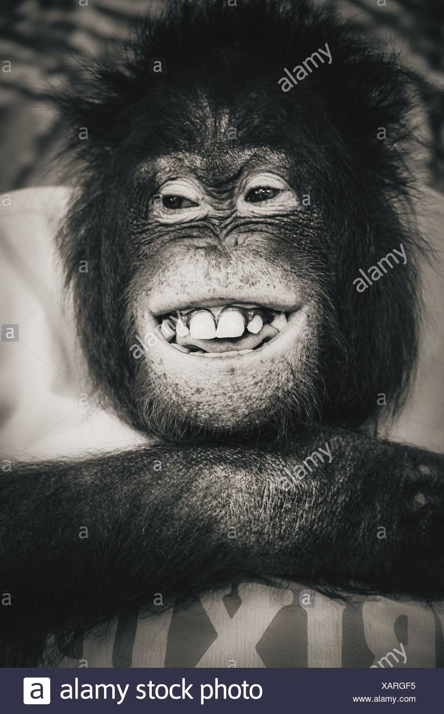 Monkey Smiling Stock Photos & Monkey Smiling Stock Images - Alamy