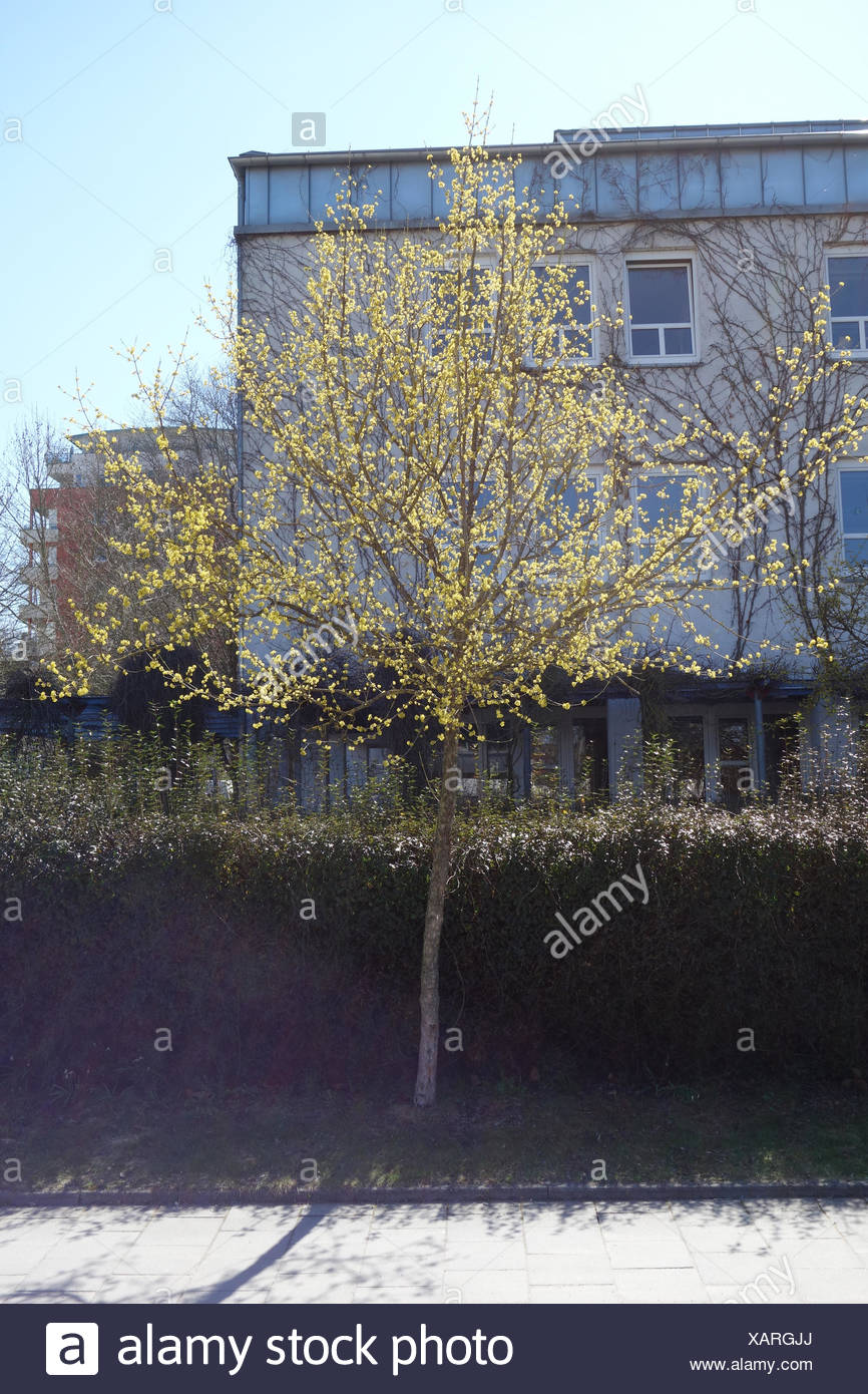 Standard Fruit Tree High Resolution Stock Photography and Images - Alamy