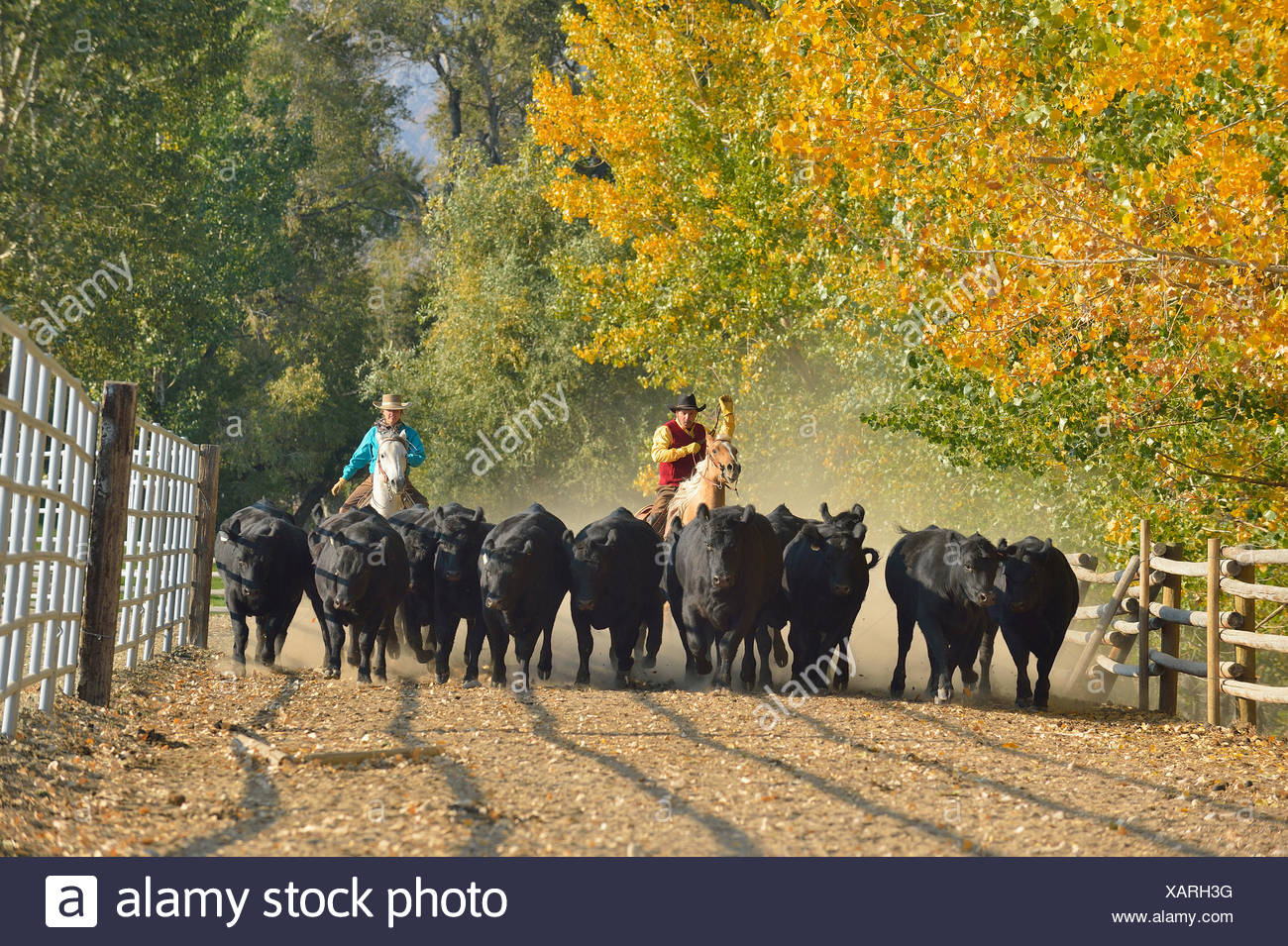 Cowgirl Herding Cattle High Resolution Stock Photography and Images - Alamy