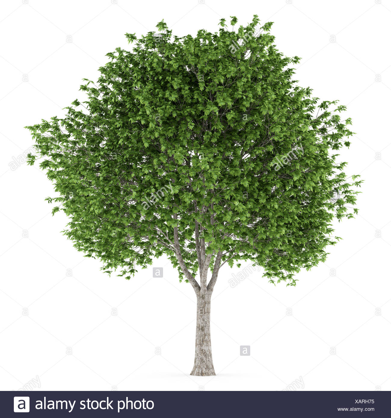 London Plane Tree Single High Resolution Stock Photography and Images ...
