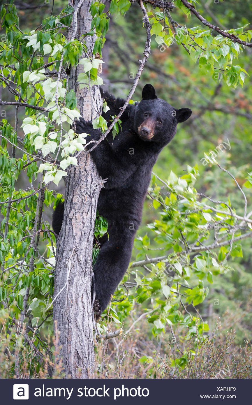 Adult Black Bear Climbing Tree High Resolution Stock Photography and ...