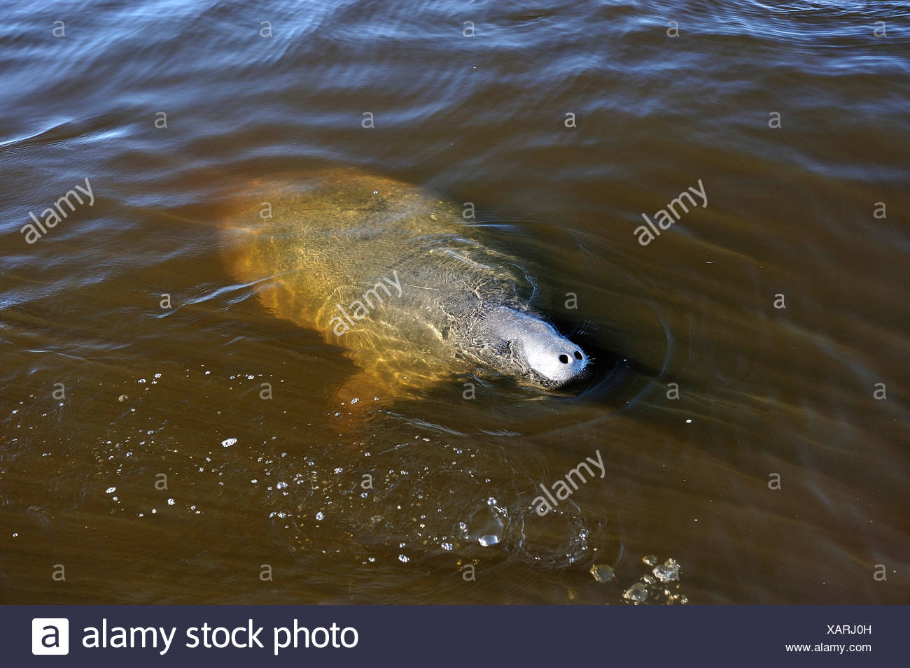 Manatee Refuge High Resolution Stock Photography and Images - Alamy