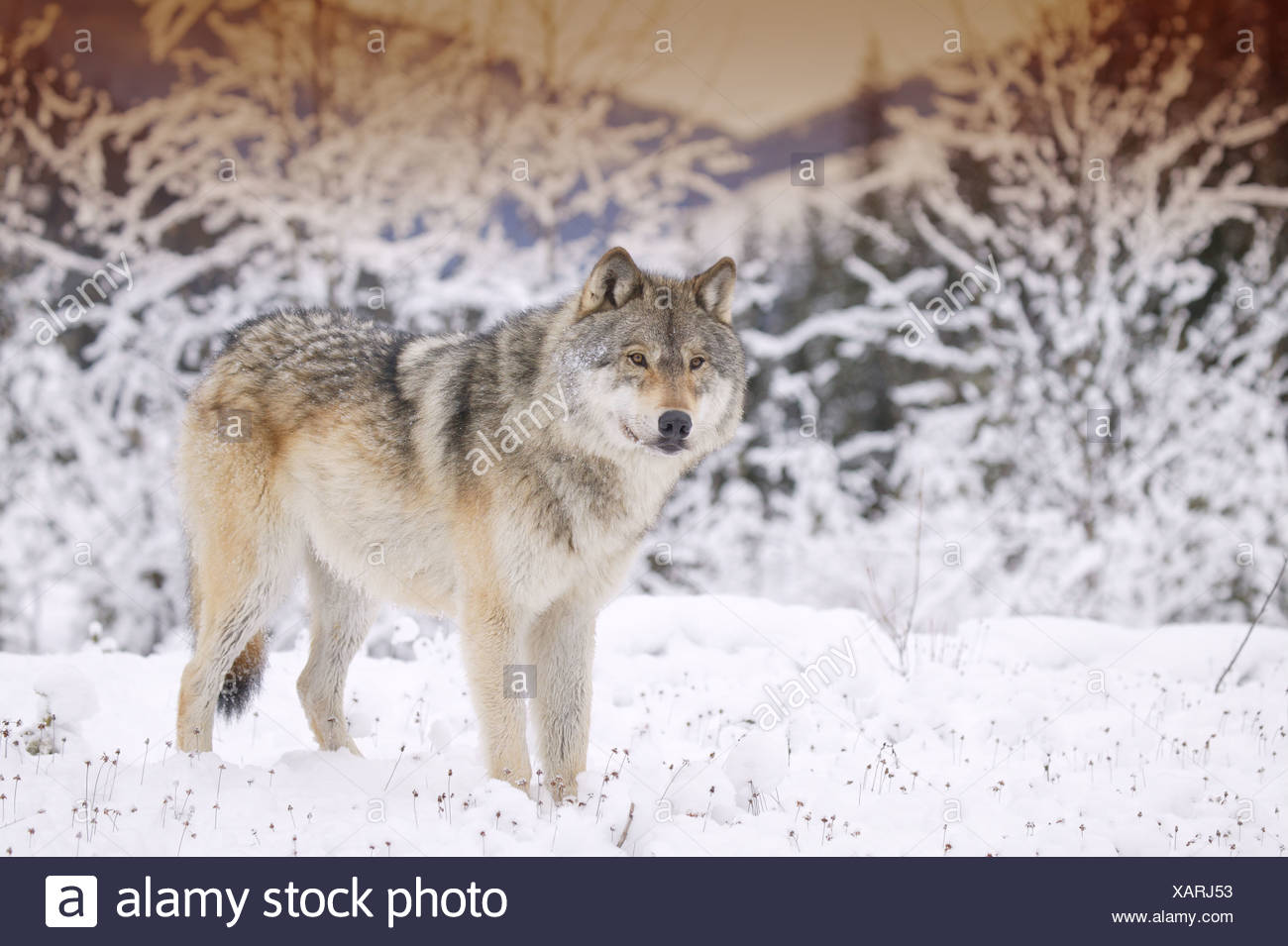 Lone Wolf Stock Photos & Lone Wolf Stock Images - Alamy