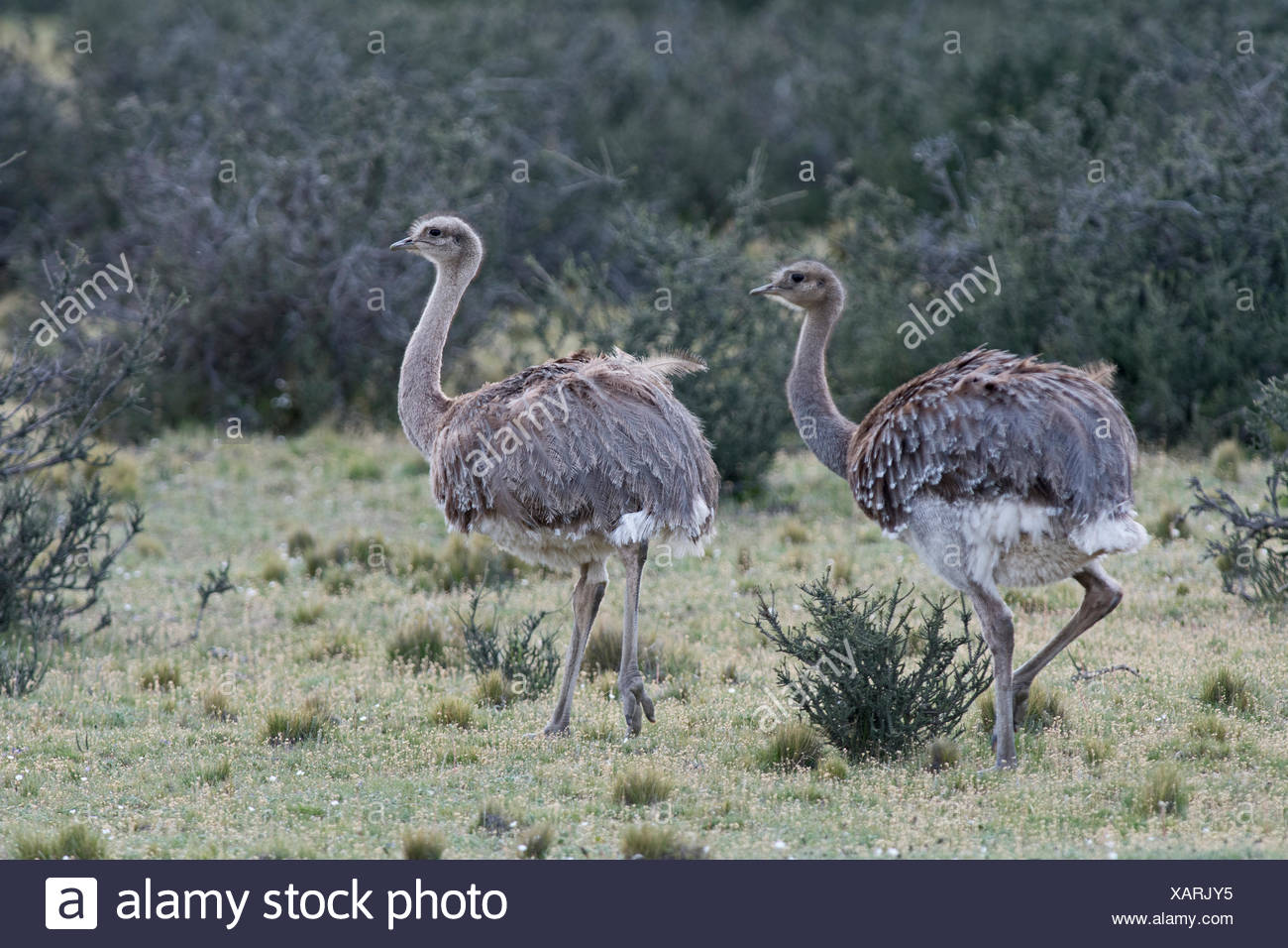 Lesser Rhea High Resolution Stock Photography and Images - Alamy