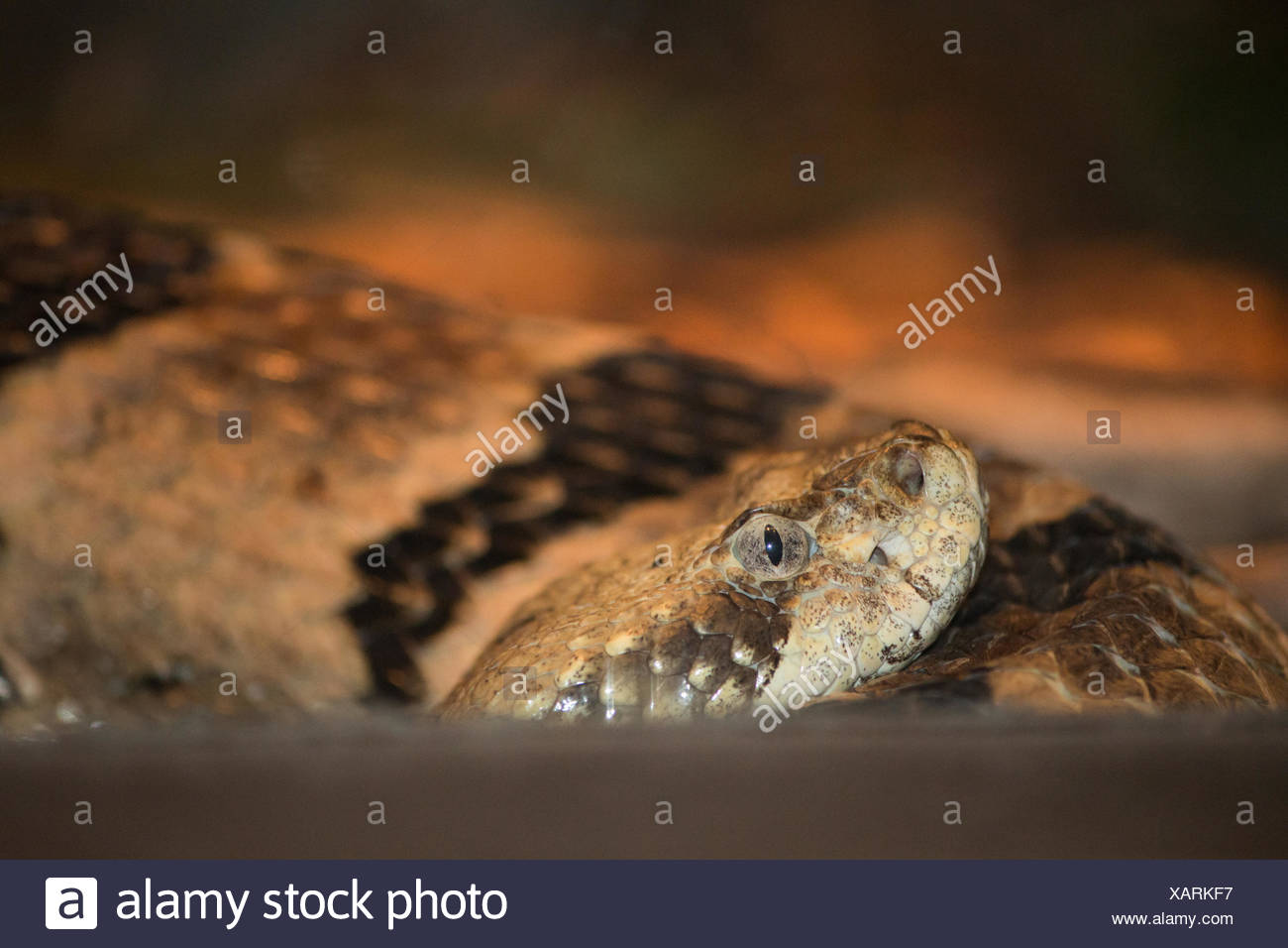 Diamondback Rattlesnake Fang High Resolution Stock Photography and ...