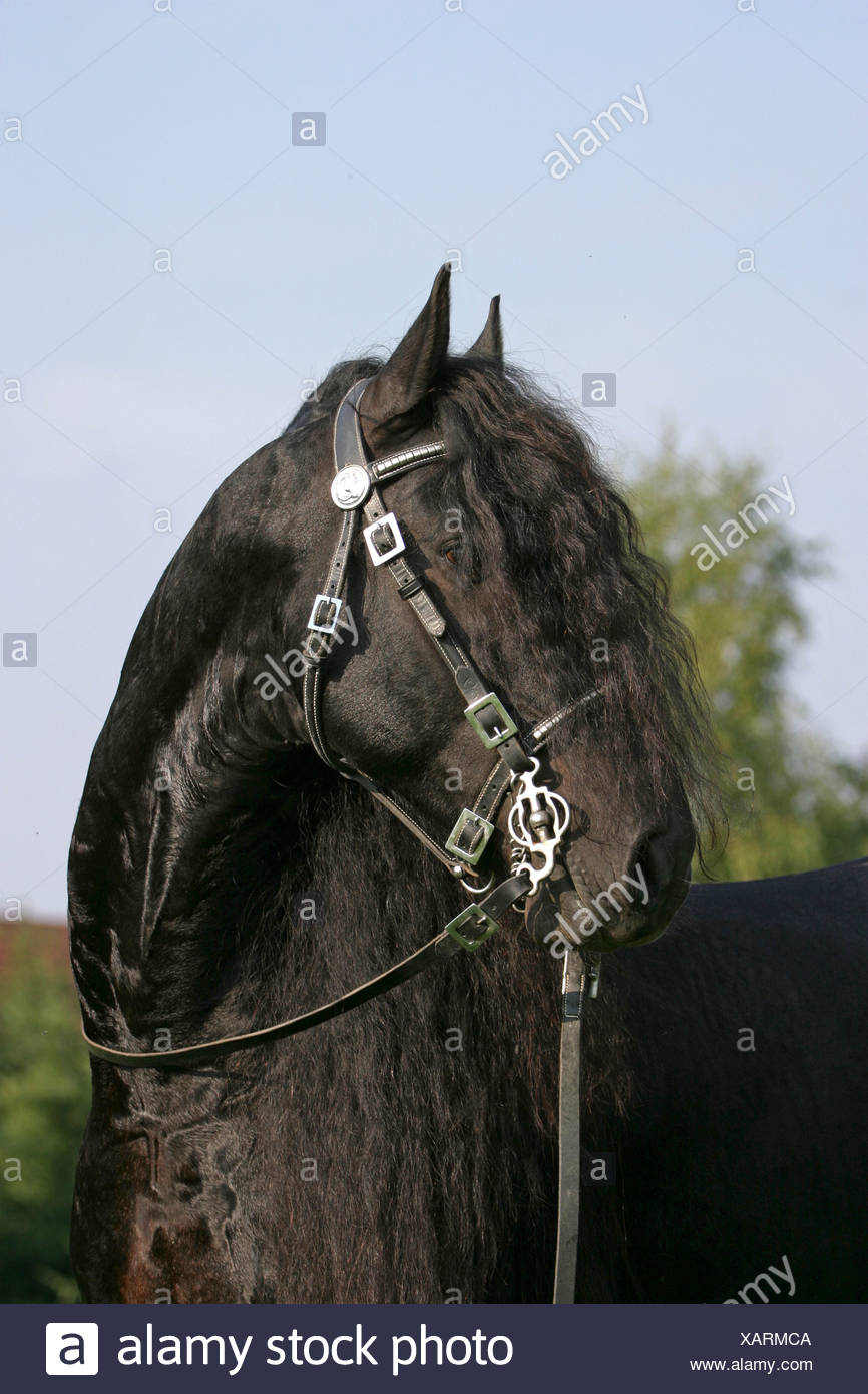 Friese Im Portrait Friesian Horse High Resolution Stock Photography and ...
