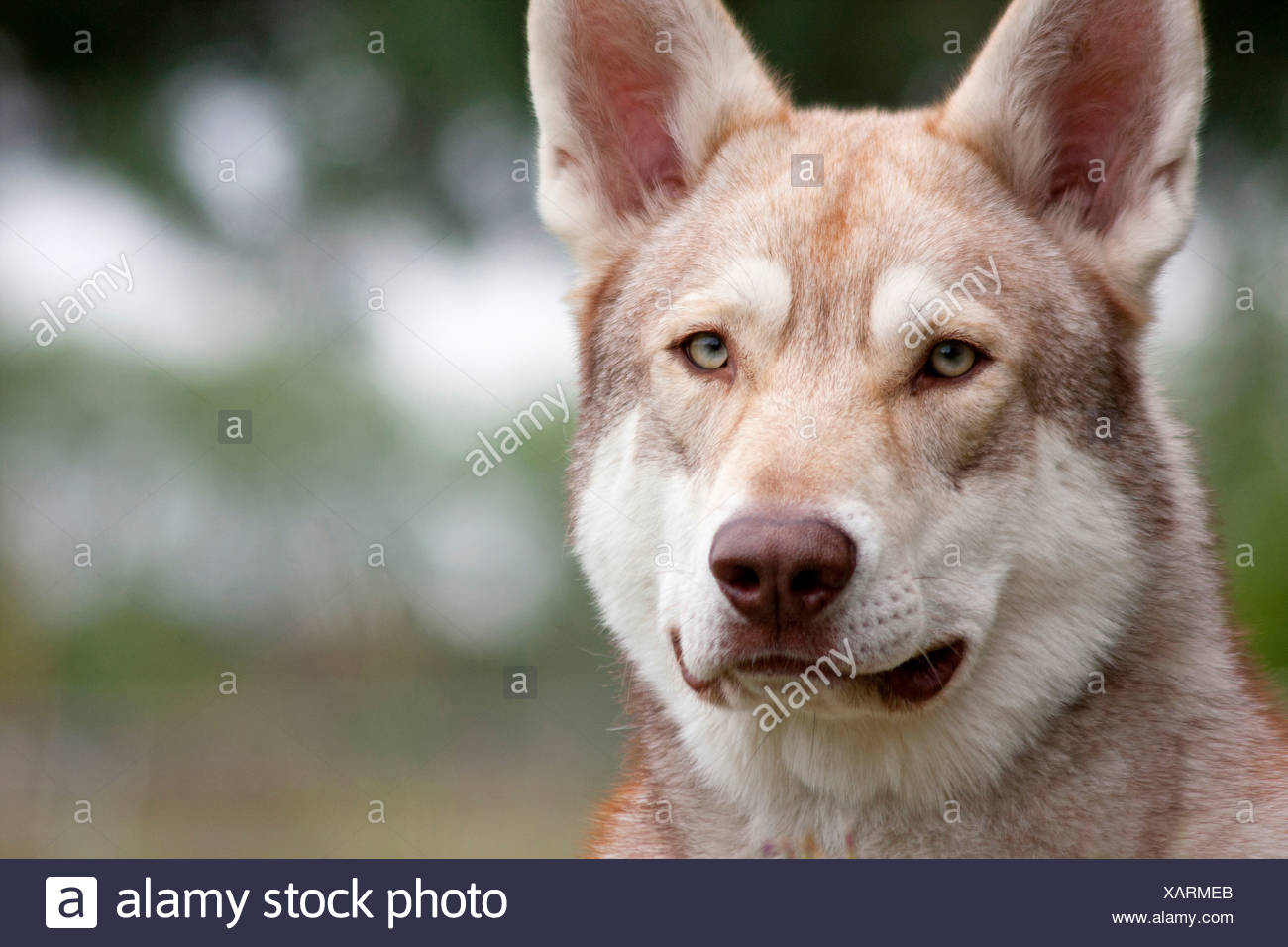 Saarloos Wolfdog High Resolution Stock Photography and Images - Alamy