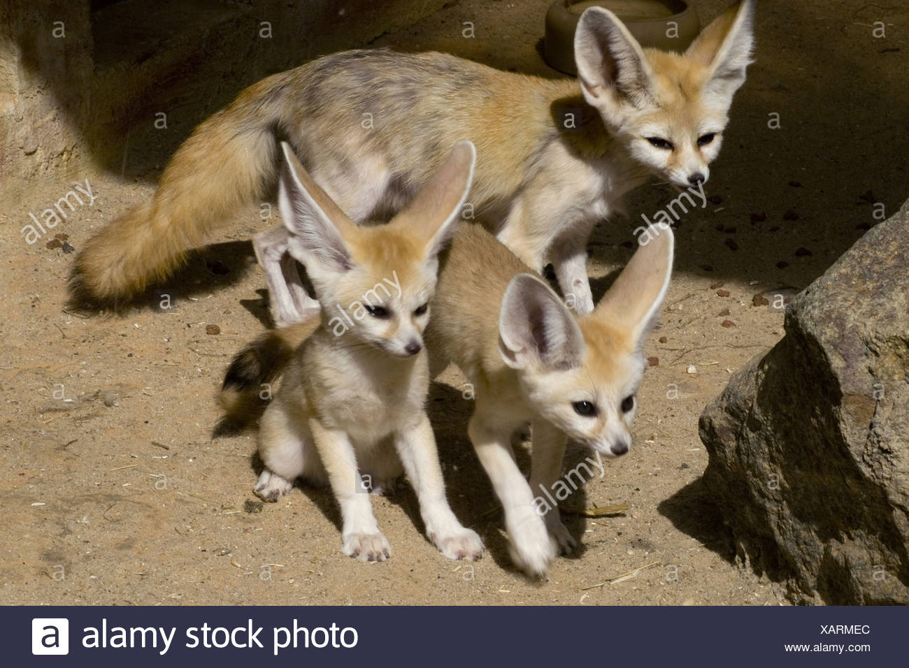 Fennec Fox Fennecus Zerda Vulpes High Resolution Stock Photography and ...