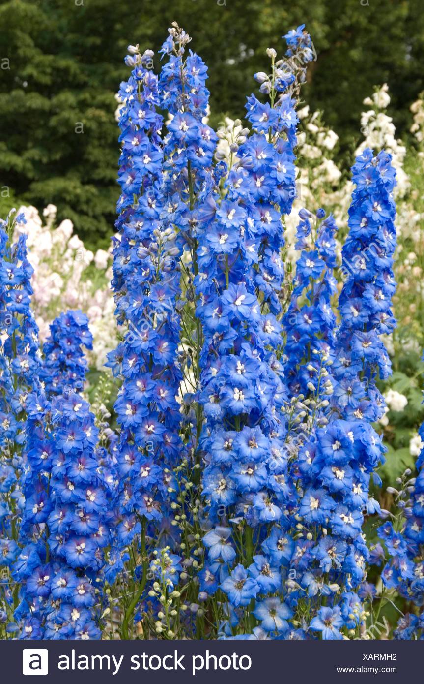 Delphinium Elatum High Resolution Stock Photography and Images - Alamy