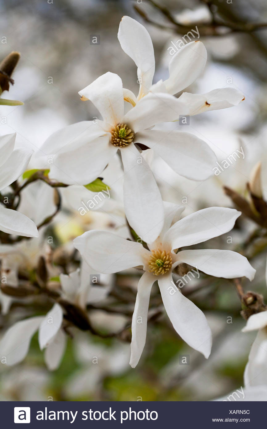 Magnolia Magnolia Wadas Memory High Resolution Stock Photography and ...