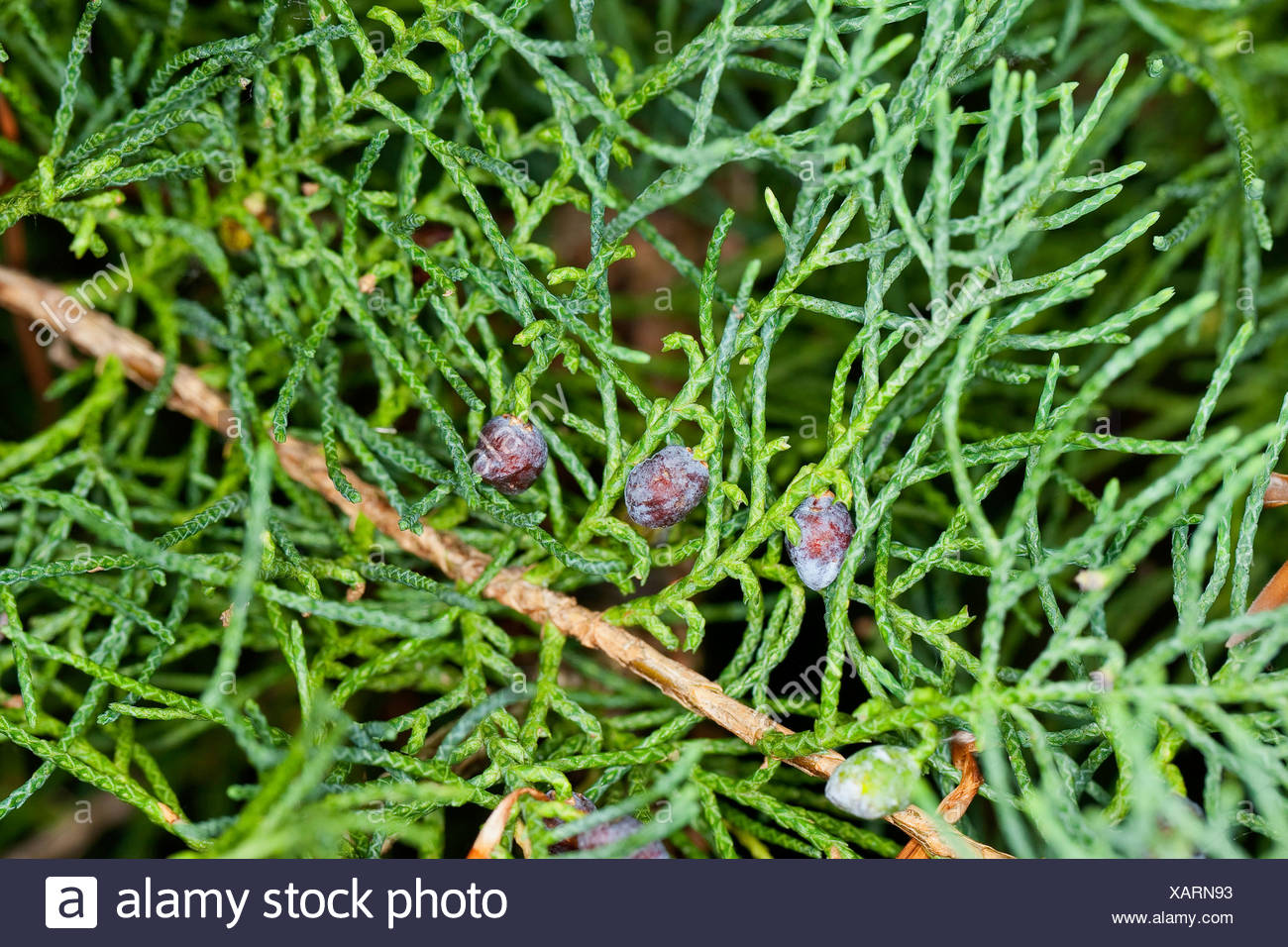 Juniperus Chinensis High Resolution Stock Photography and Images - Alamy