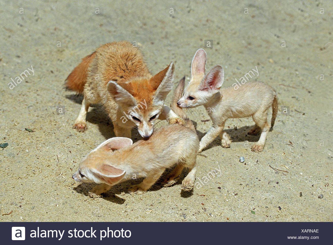 Fennec Fox Fennecus Zerda Vulpes High Resolution Stock Photography and Images - Alamy
