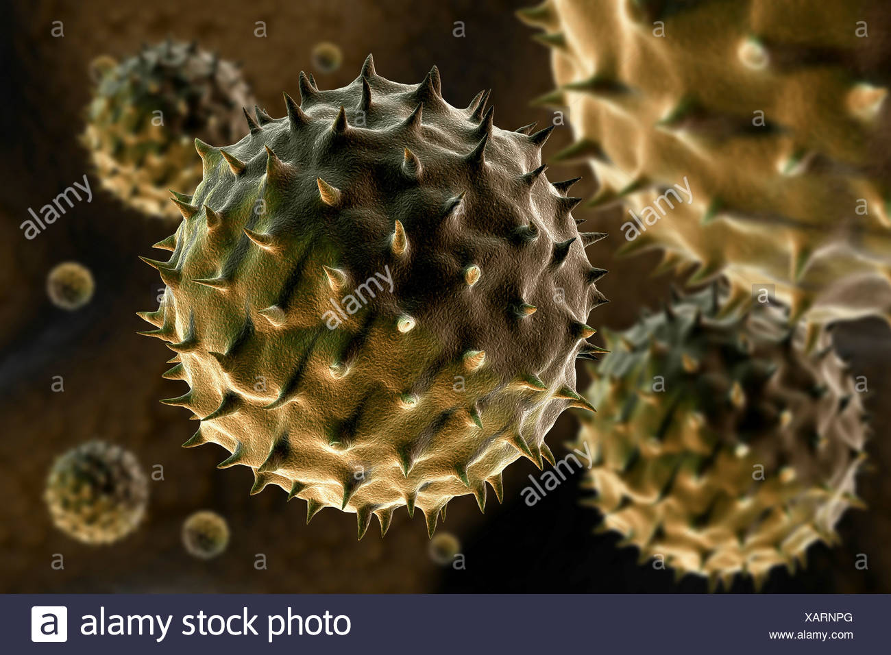 Pollen Grain Stock Photos & Pollen Grain Stock Images - Alamy