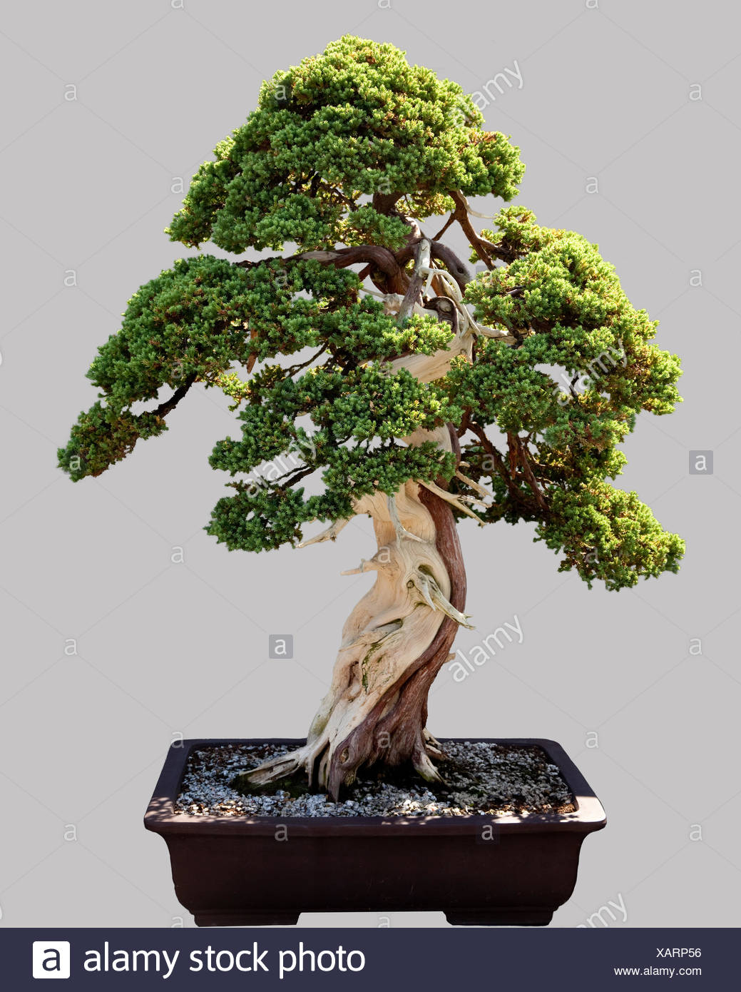 Japanese Dwarf Tree High Resolution Stock Photography and Images - Alamy