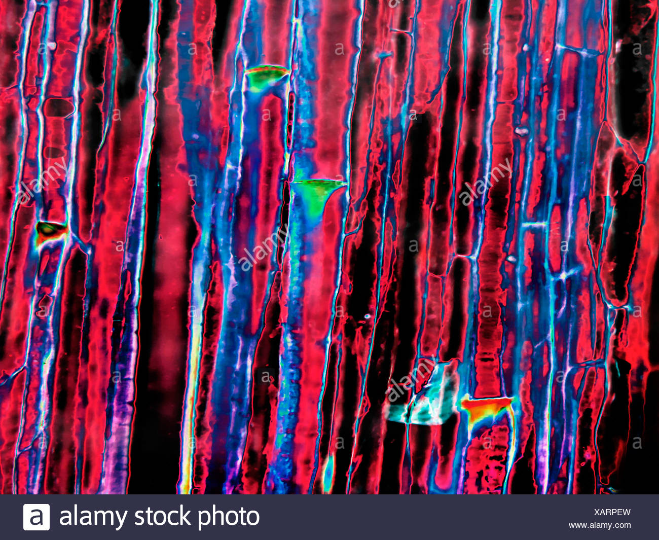 Sieve Cell High Resolution Stock Photography and Images - Alamy