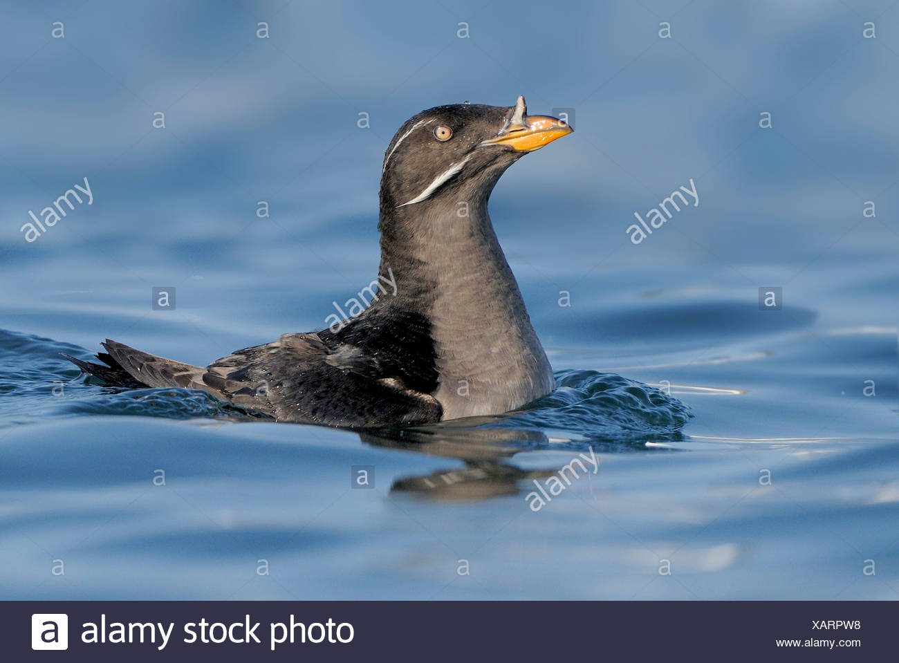 Rhinoceros Auklet Stock Photos & Rhinoceros Auklet Stock Images - Alamy