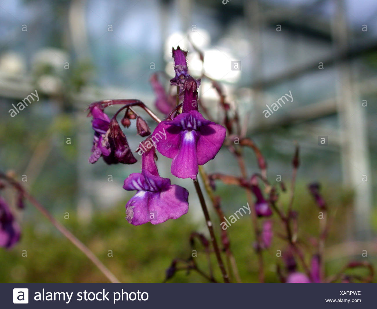 Caulescens Stock Photos & Caulescens Stock Images - Alamy