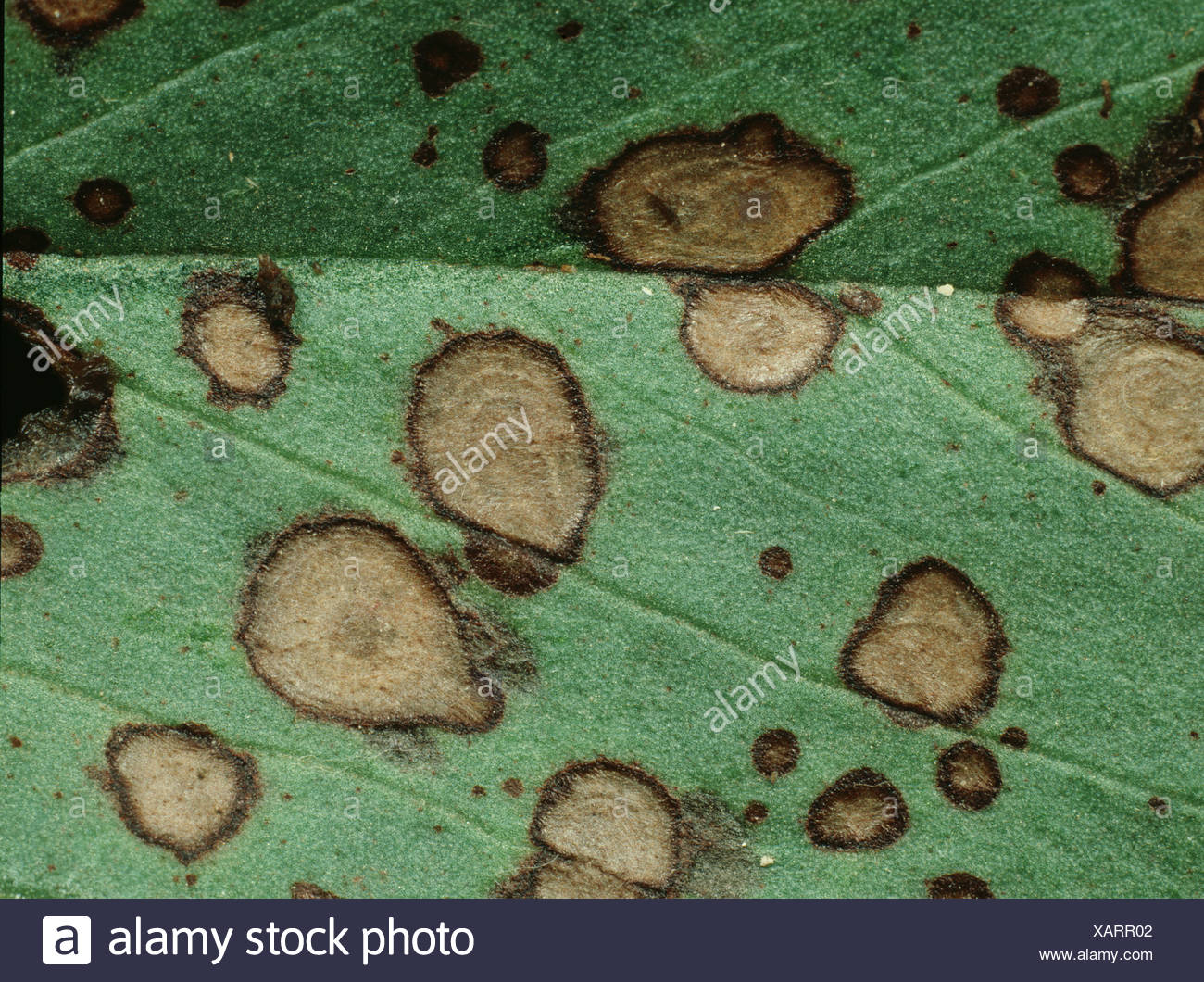 Faba Bean Disease Stock Photos & Faba Bean Disease Stock Images - Alamy